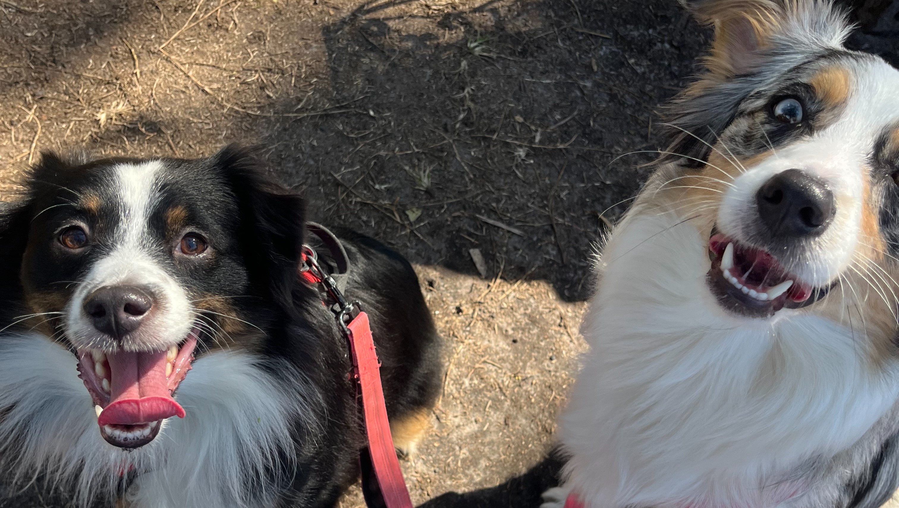 Fundraiser by Mia Arenas : 50 Mile Dog Walk for American Cancer Society