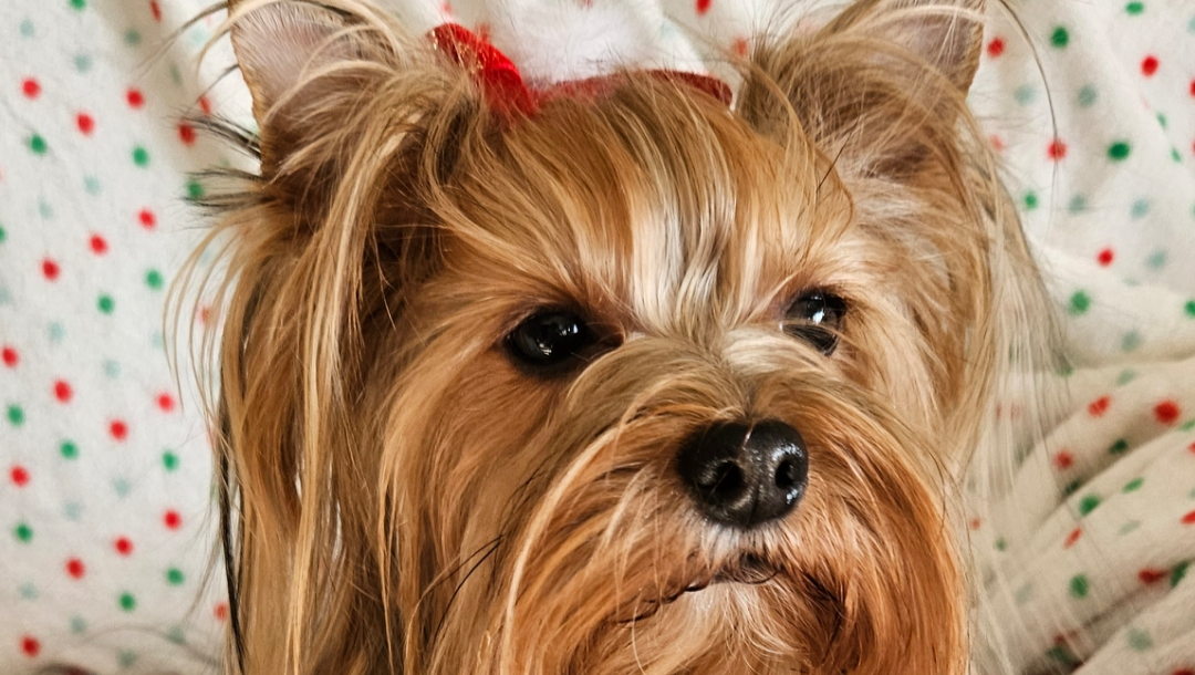 Fundraiser by Janet Stoll : Support Janet's Beloved Yorkie, Lola Mae