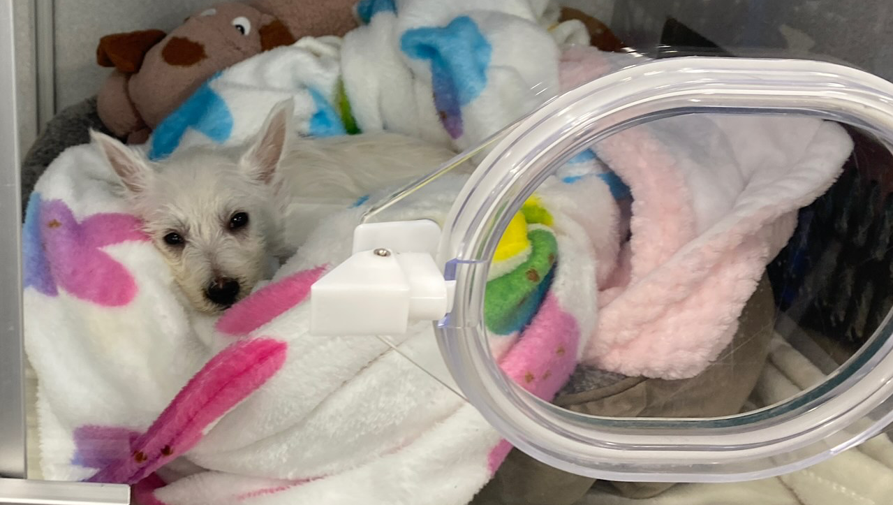 Fundraiser for Dawn Neaverth by Jamie Wing : Help Dawn Save Little Roxy ...