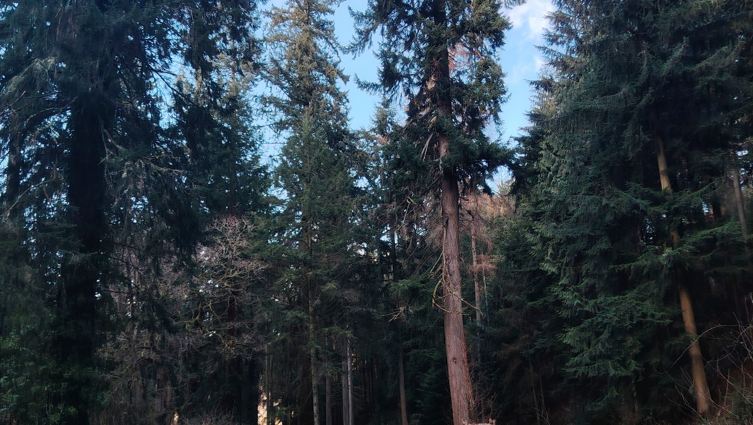 Fundraiser by Beth Wrigley : Fundraising in memory of my mum