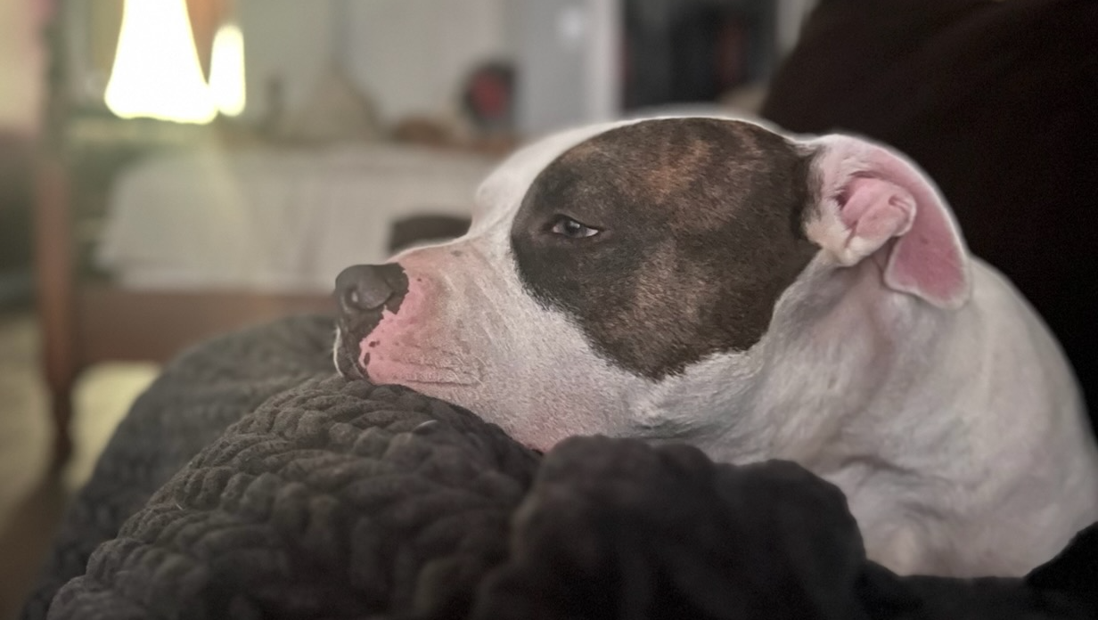 Fundraiser by Shelley Furr : Aid Jimmy and His Loyal Pitbull George