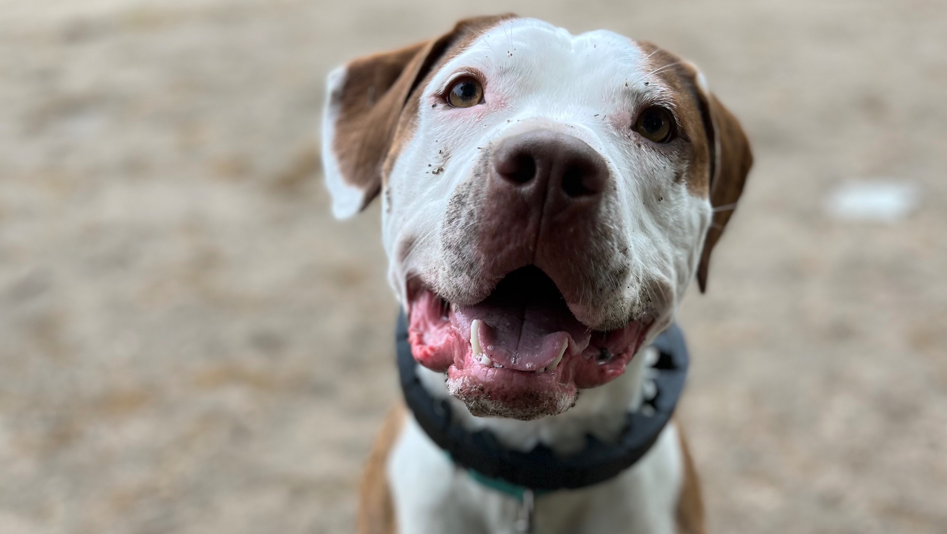 Fundraiser by Rachel Naugle : Donate to Gus's Training and Future