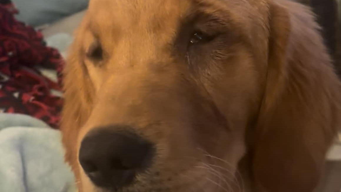 Fundraiser for Robin Gillis by Heather Wilson : Golden Puppy with ...