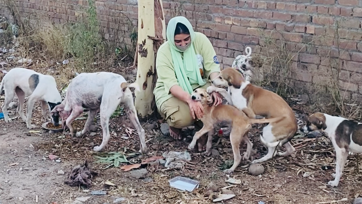 Fundraiser by Imtiaz Uzair Khan : Help Us Treat Stray Animals In Pakistan