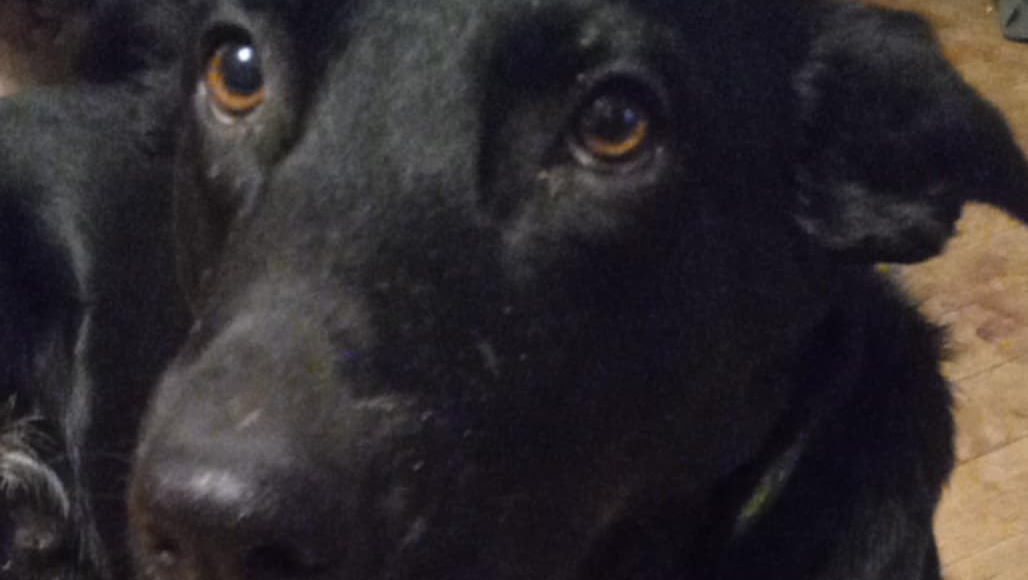 Fundraiser by Ethan Ranschau : Help Bandit Heal from Gunshot Wounds