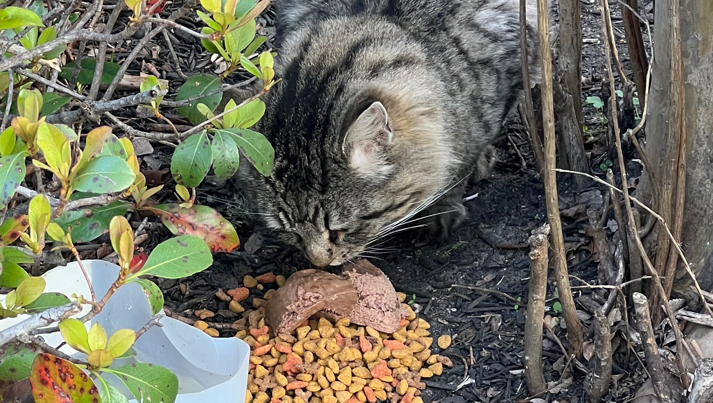 Fundraiser by Debbie Richmond : Debbie's Community Cat Rescue of ...