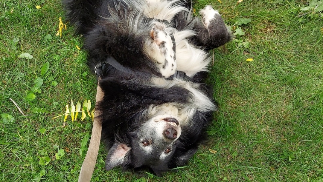 Fundraiser by Sara Evenson : Giving Back to SPCA for Lucy's Love