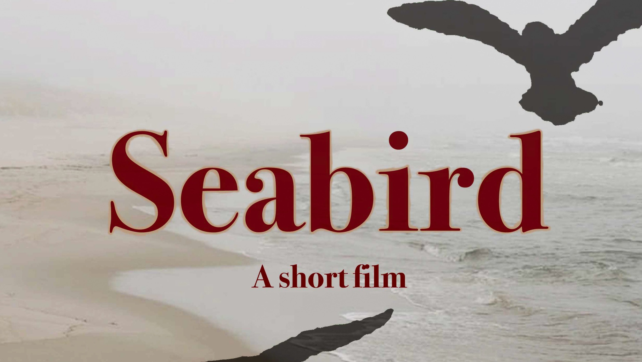 Fundraiser by Joelle Hutton : Support Seabird - A Cinematography III Capstone Project