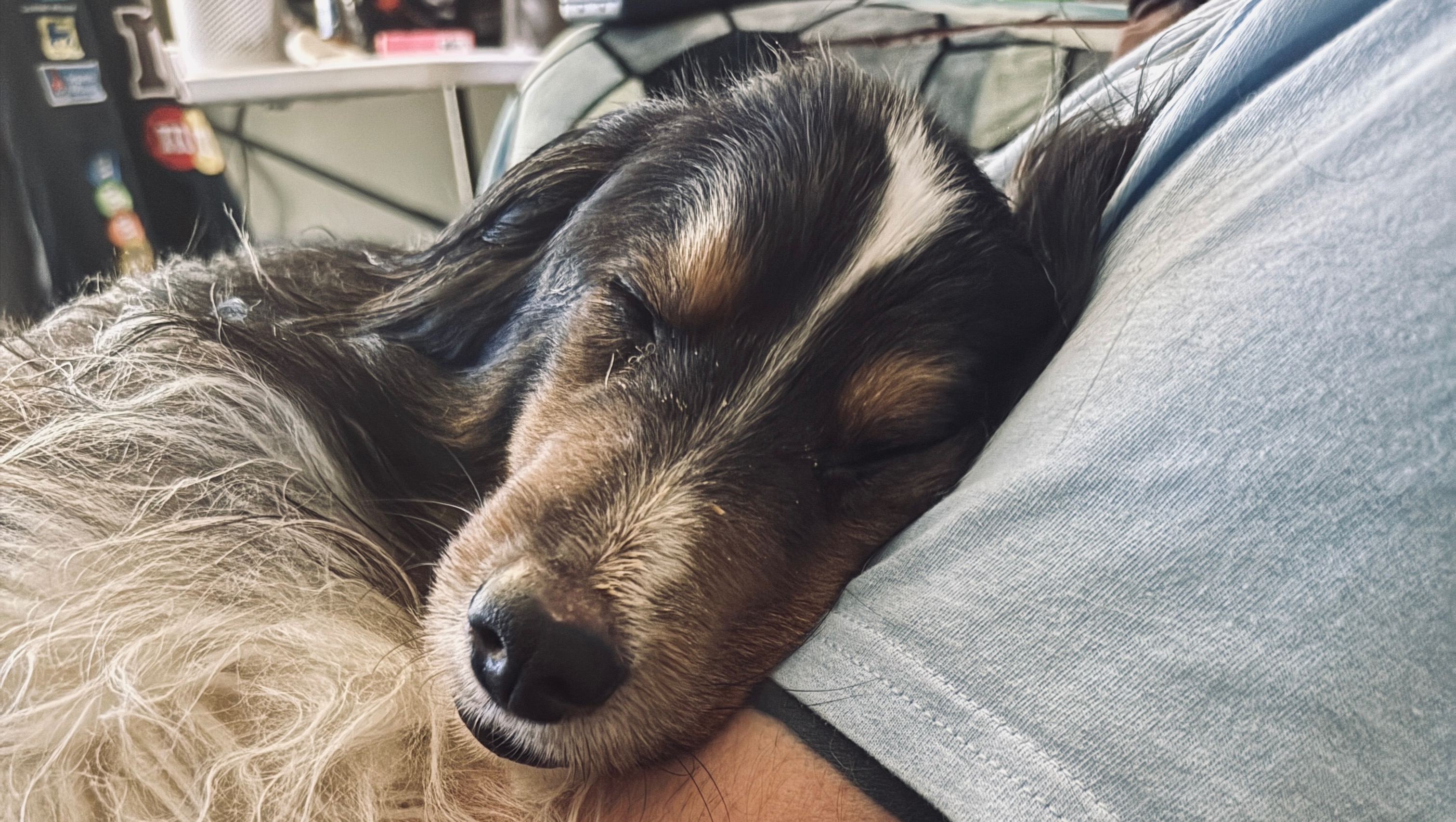 Fundraiser by Luke Winchester : Help Save My Boy Thor!