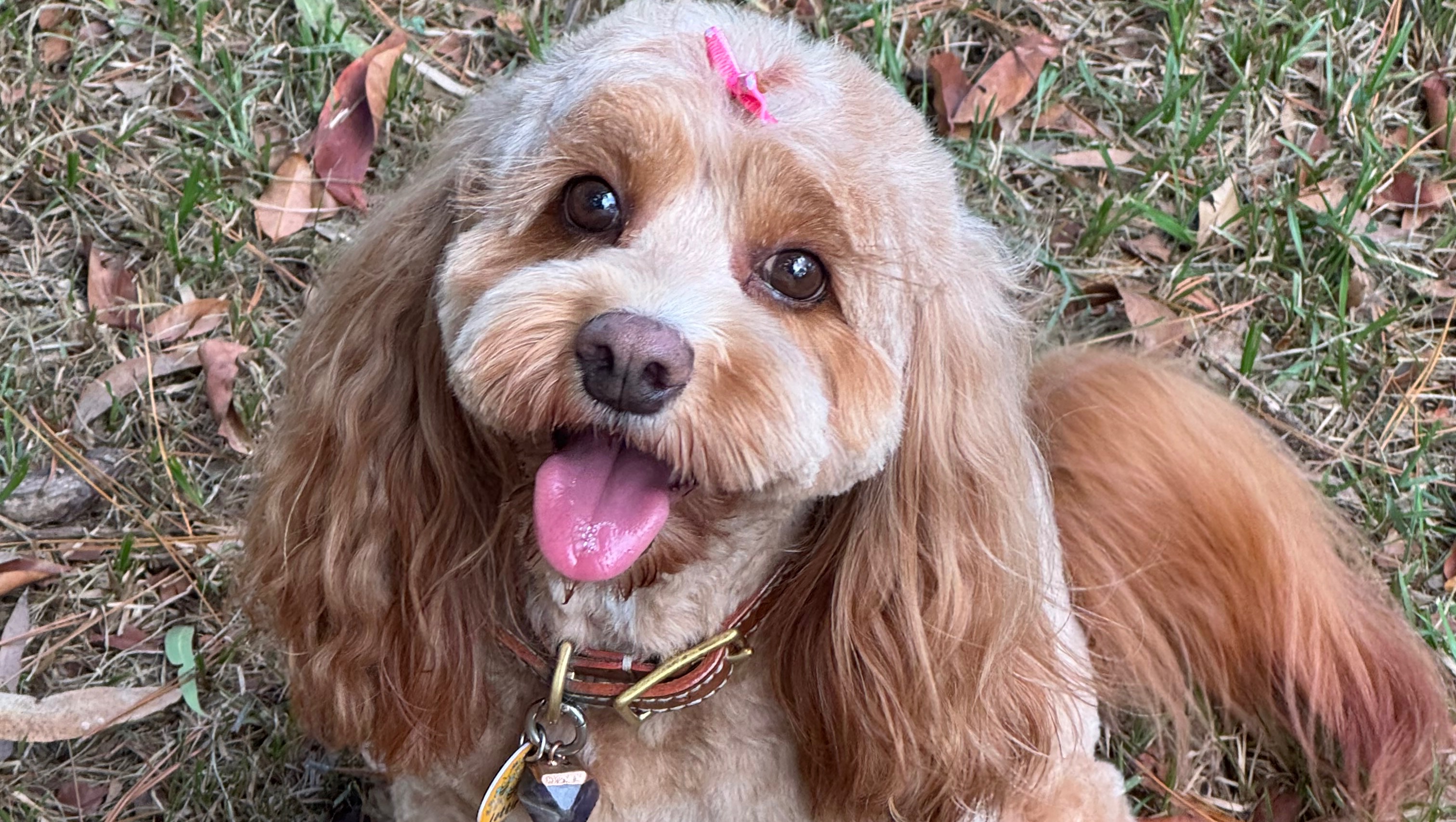 Fundraiser by Kim Perryman : Help Assistance Dog Lottie with medical ...