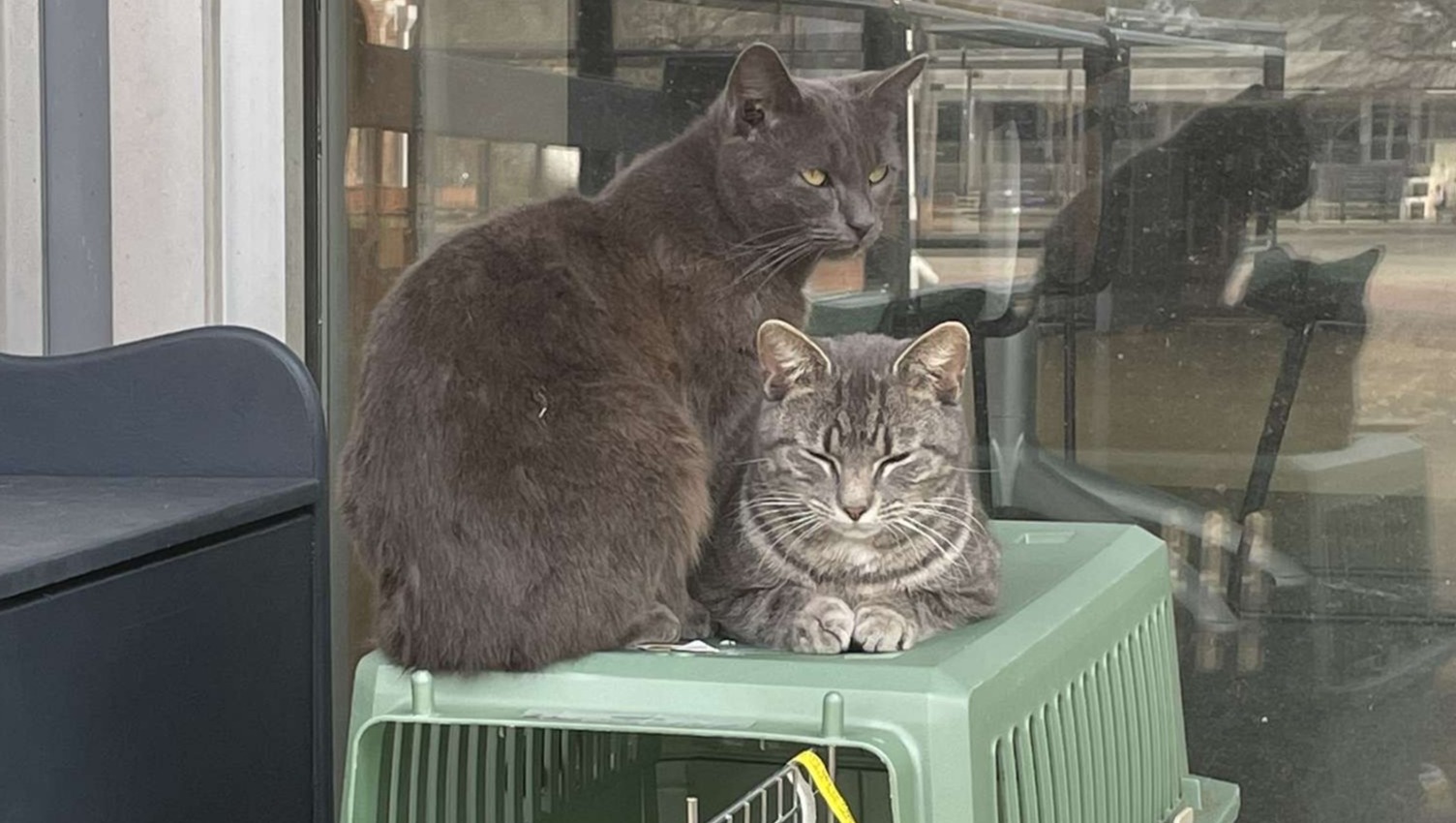 Fundraiser by Ethan Koekemoer : Support Ash, Ember, and Garfield's Care