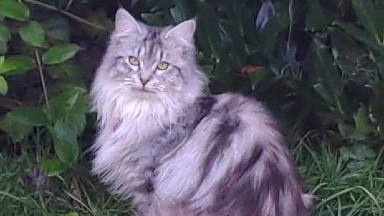 Fundraiser by Caprice Leanne Whitehead : Help Save Bellatrix: Our ...