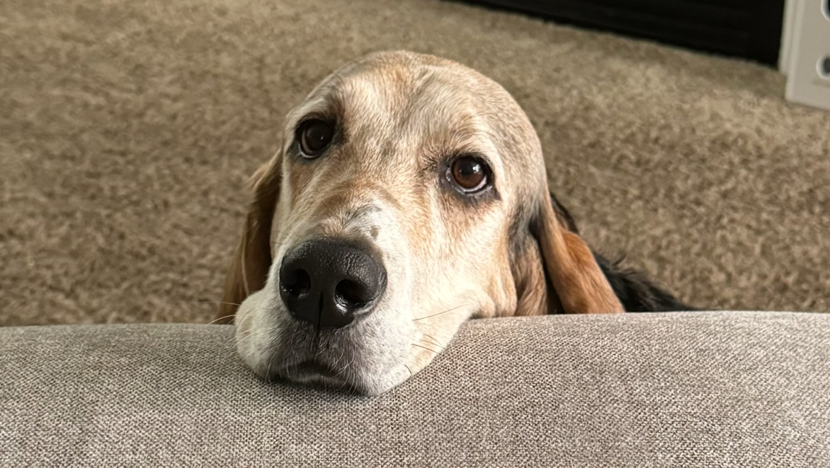 Fundraiser by Stacey Archuleta : Toby’s Road to Recovery: Help with Vet ...