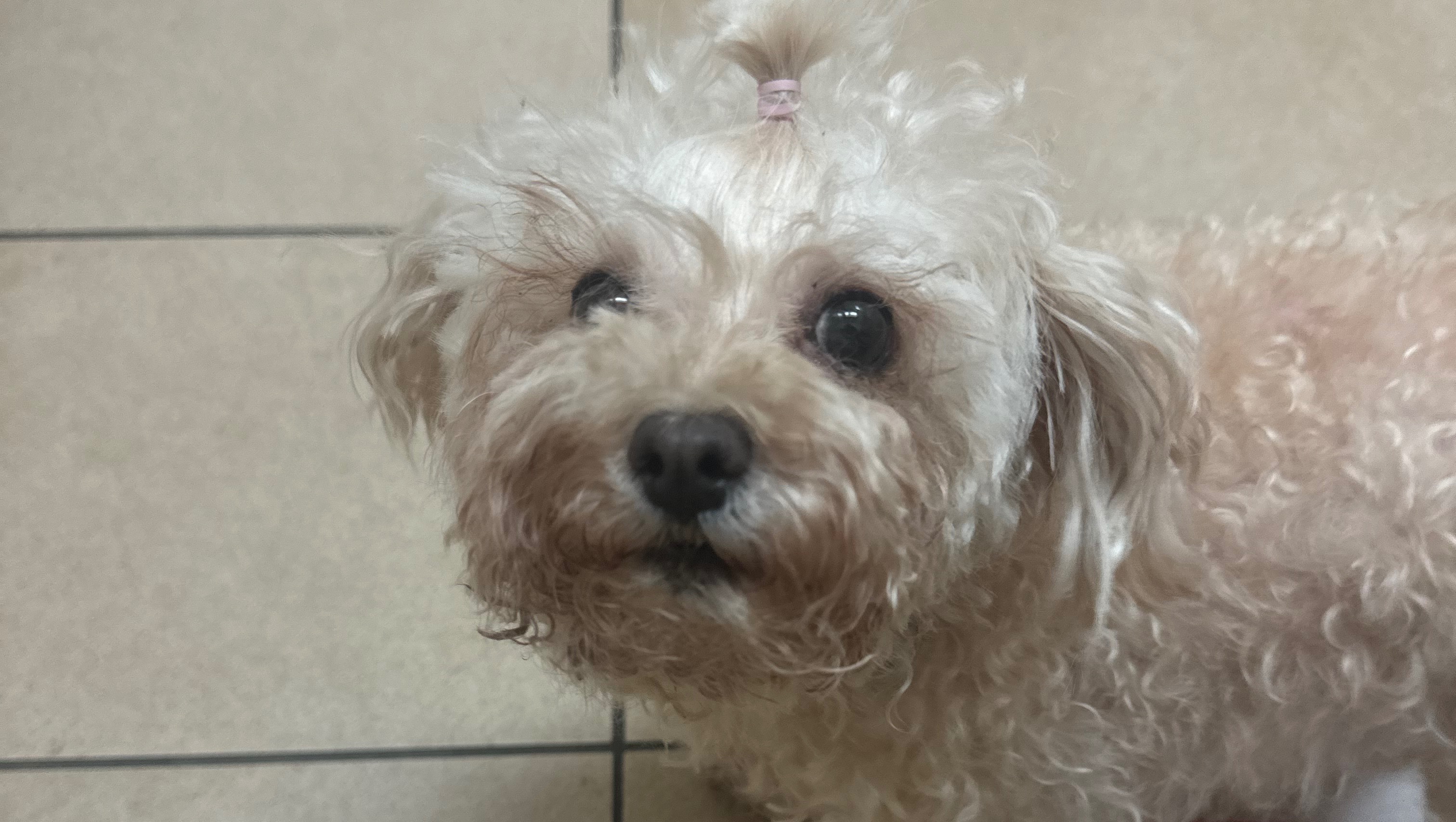 Fundraiser by Jessica Delgado : Save Sophie from a Life-Threatening ...