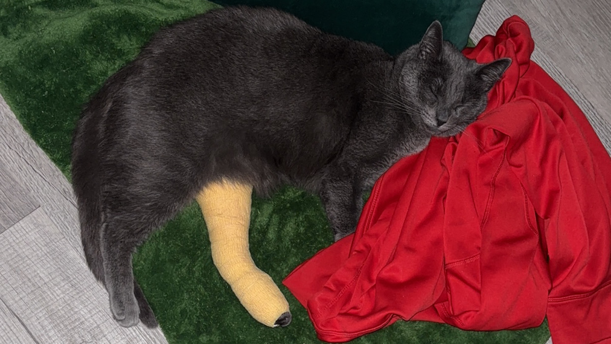 Fundraiser by Isabella Crowe : Lainey's Surgery: Long road to recovery.