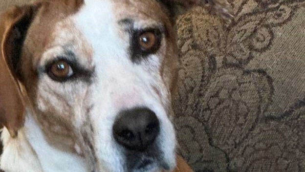 Fundraiser by steve velte : Support Holly Berry's Boarding Costs