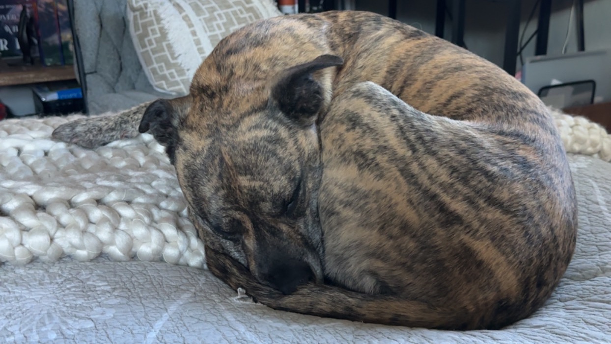 Fundraiser by Elizabeth Walker : Help Biscuit get out of 3-wheel drive.