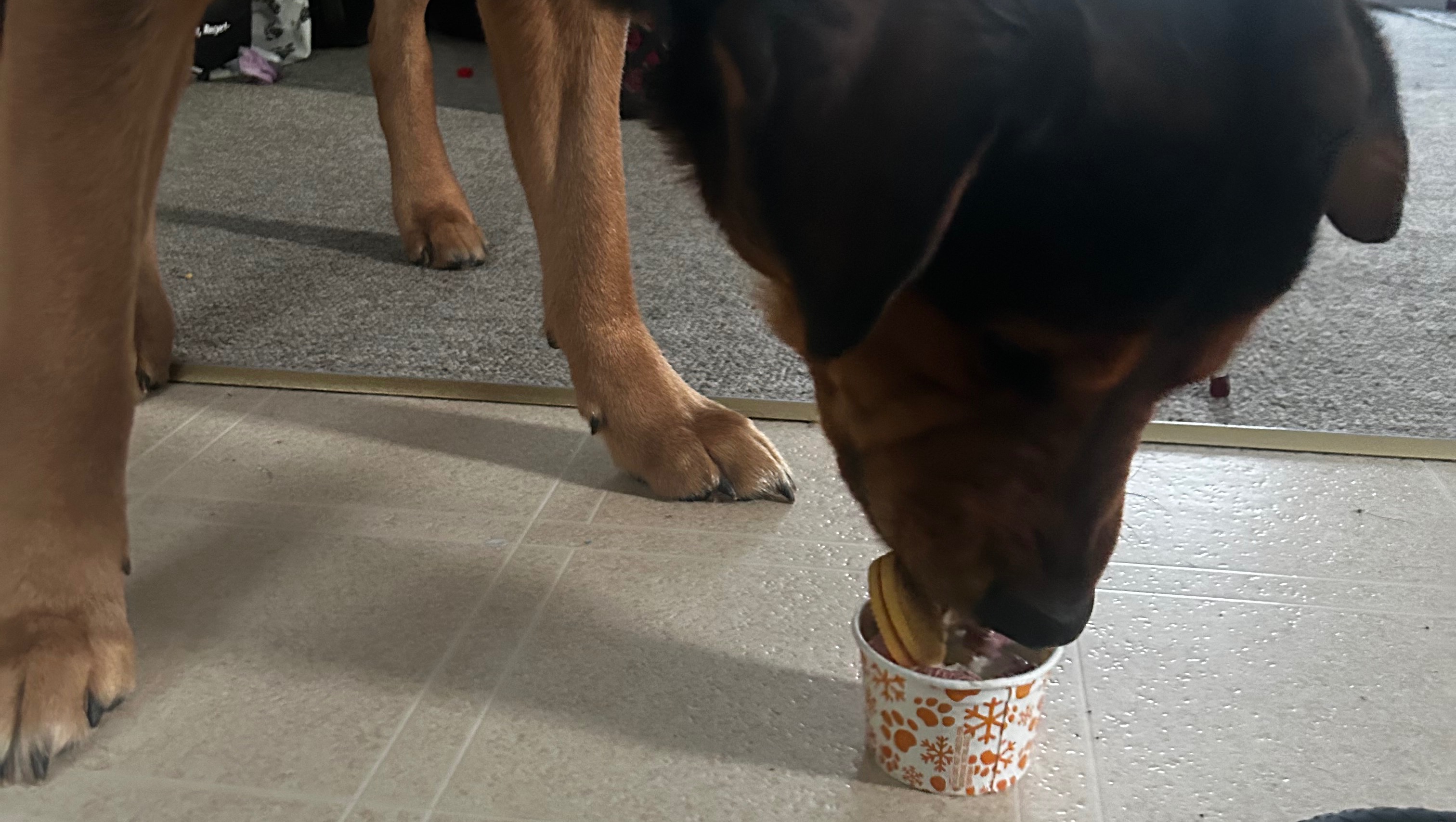 Fundraiser for Emma Kidder by Alison Frost : Help Emma get into a safe ...