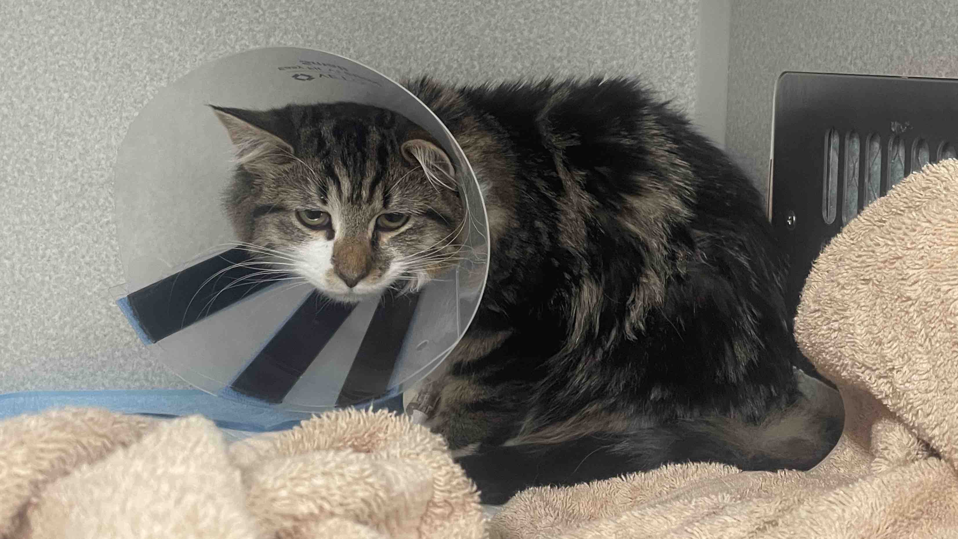 Fundraiser by Rosejeslynn Jimenez Rosario : Help Rue fight Congestive ...