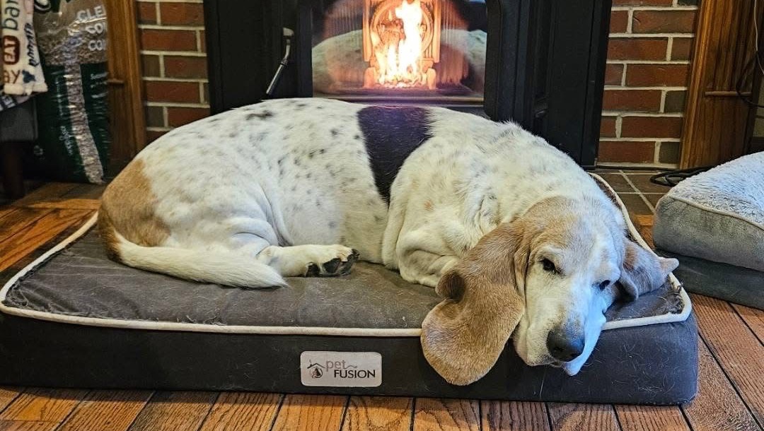 Fundraiser for Jaimee Wellington by Charity Garland : Support for Bo’s ...