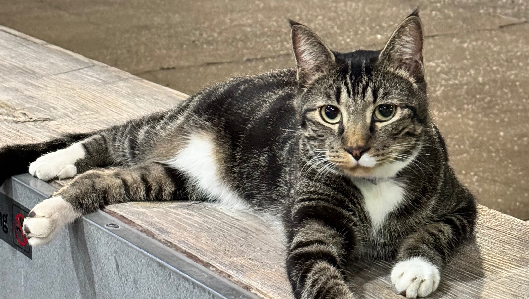 Fundraiser by Jacob Leaver : Help Us Capture Kingsley’s Adventures!