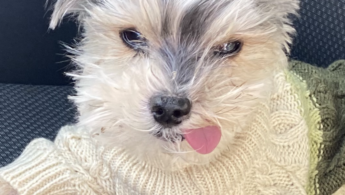 Fundraiser for Miss Tia by Thomas Pyda : Tia and Louis Need Your ...