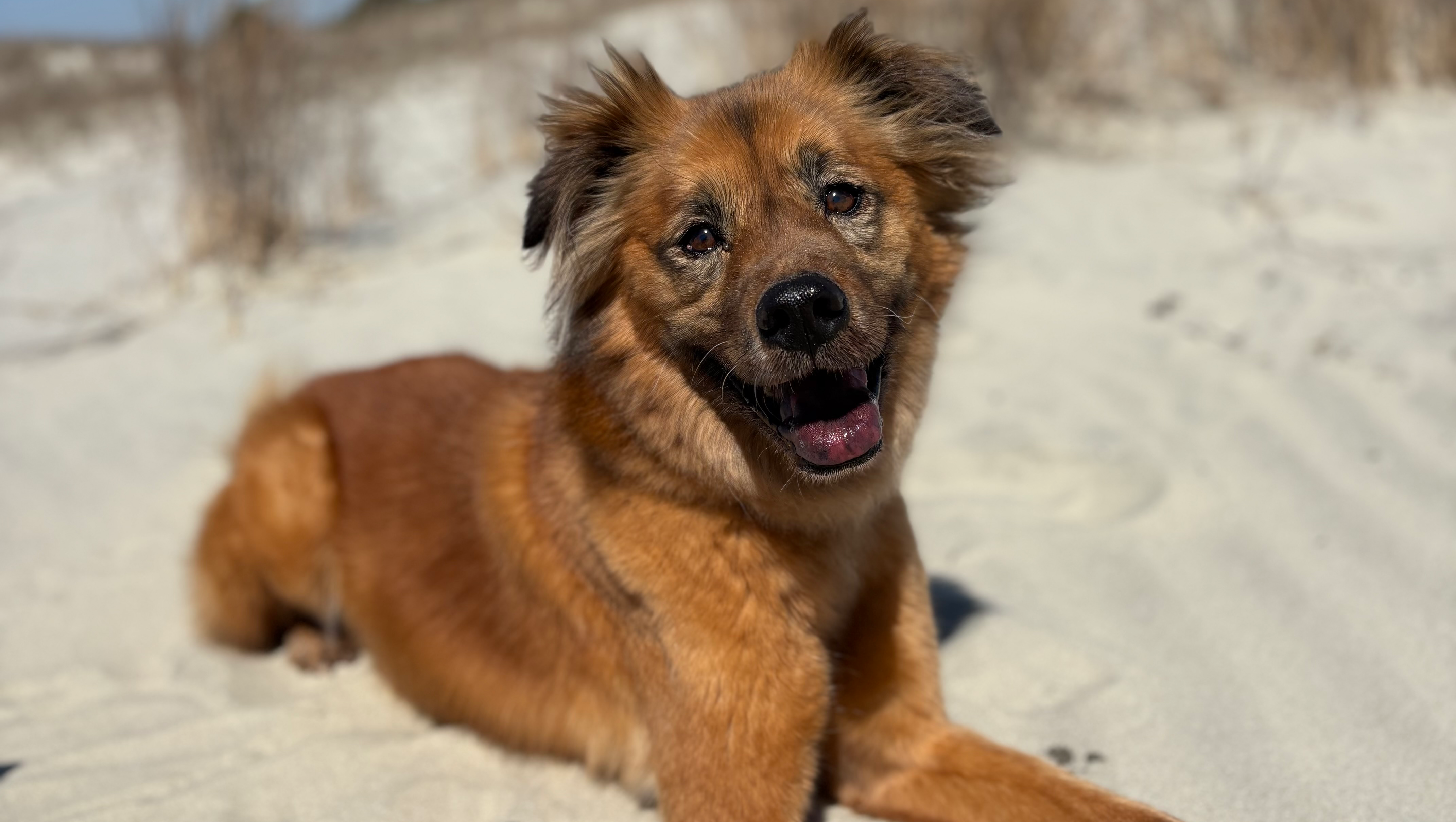 Fundraiser by Casey Mahanes : Support Dakota’s CCL Surgery and Recovery