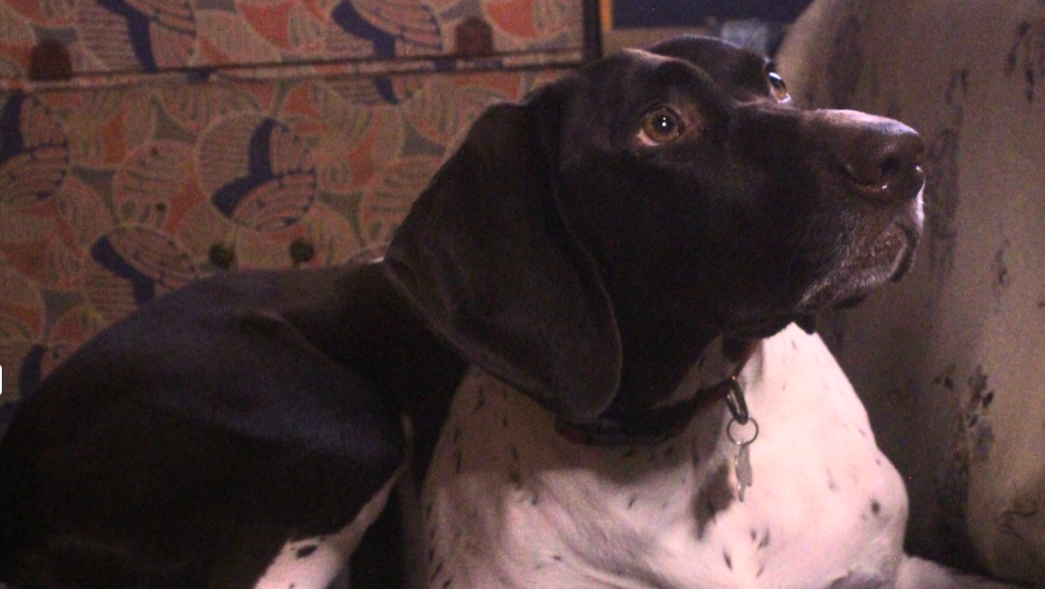 Fundraiser for Simpson Ross by Megan Pimentel : Support for Cedar's ...