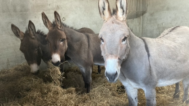 Fundraiser by Sandra Curran : Feed & Bedding Appeal 2025