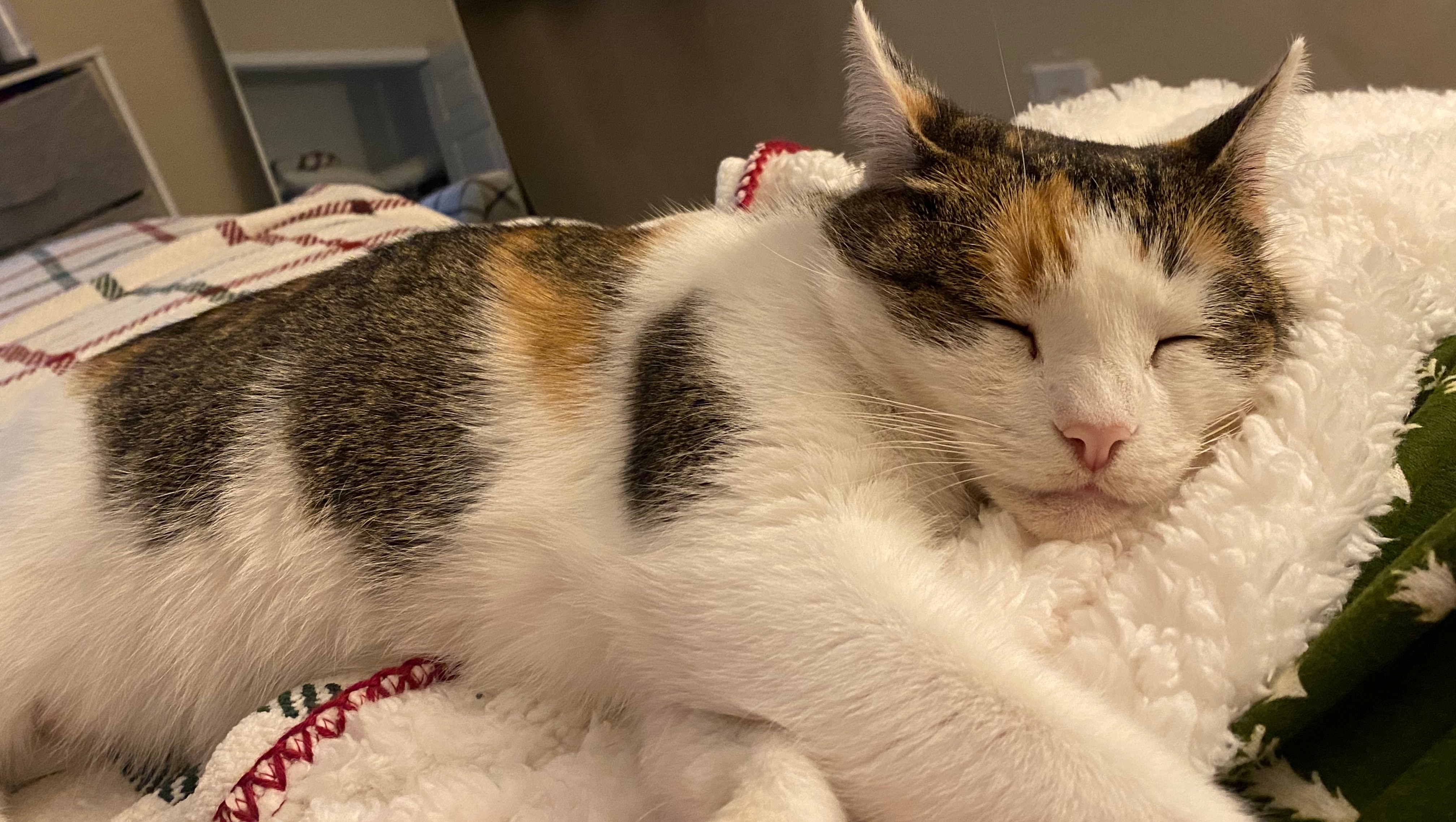 Fundraiser by Amanda Collier : Support Tangy's Urgent Dental Surgery