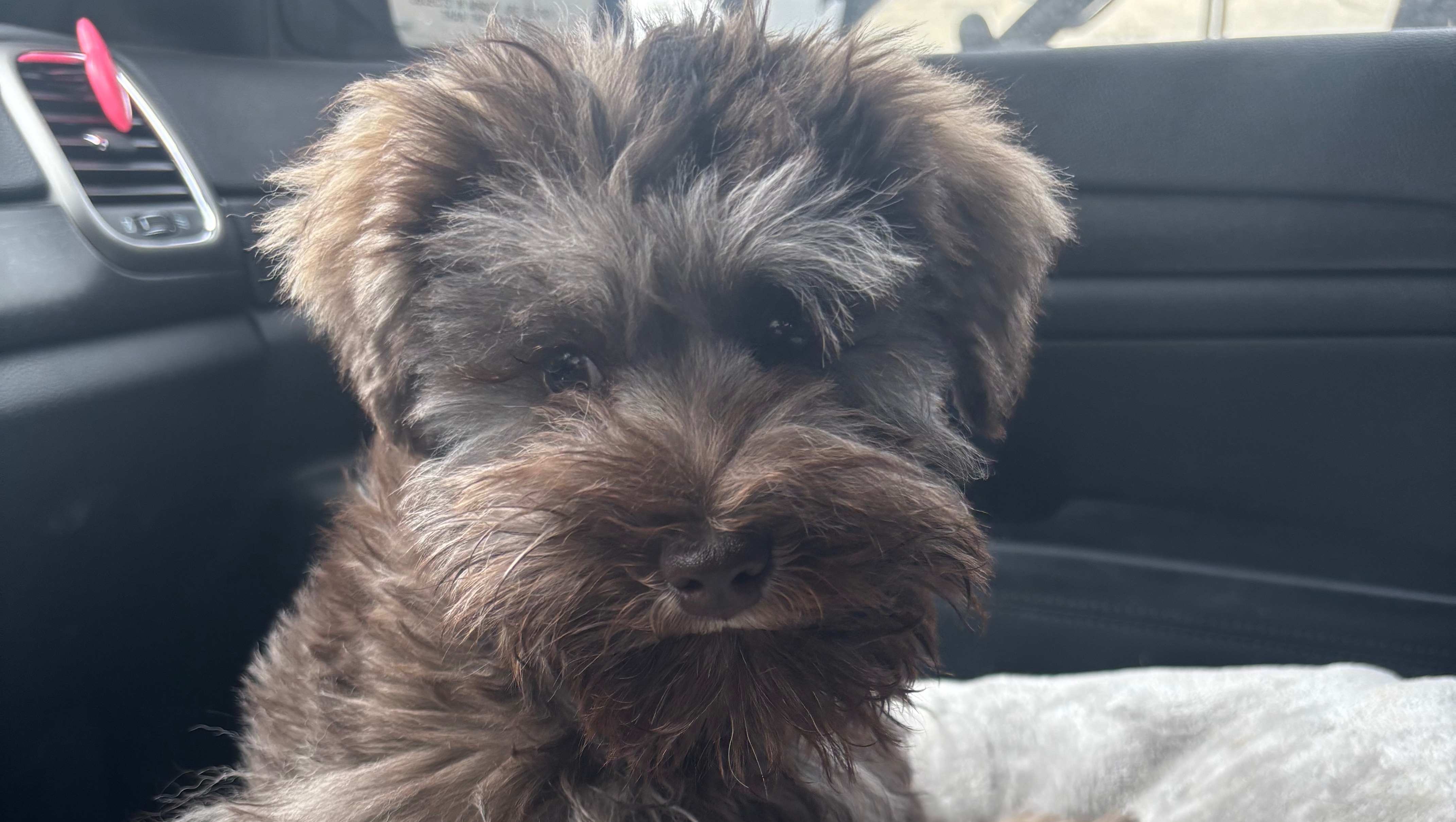 Fundraiser by Christian Mooney : Help Bourbon Walk Again: Urgent ...