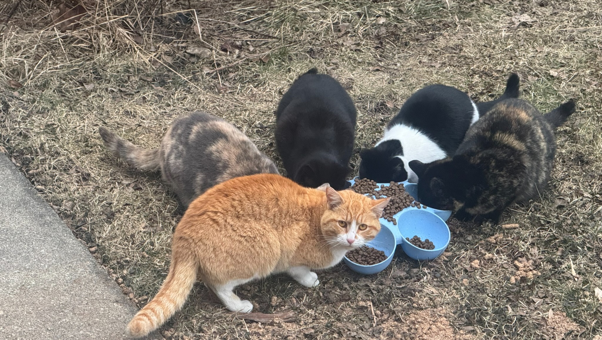 Fundraiser by Andrew Petrov : Help me capture and neuter this dull pack ...