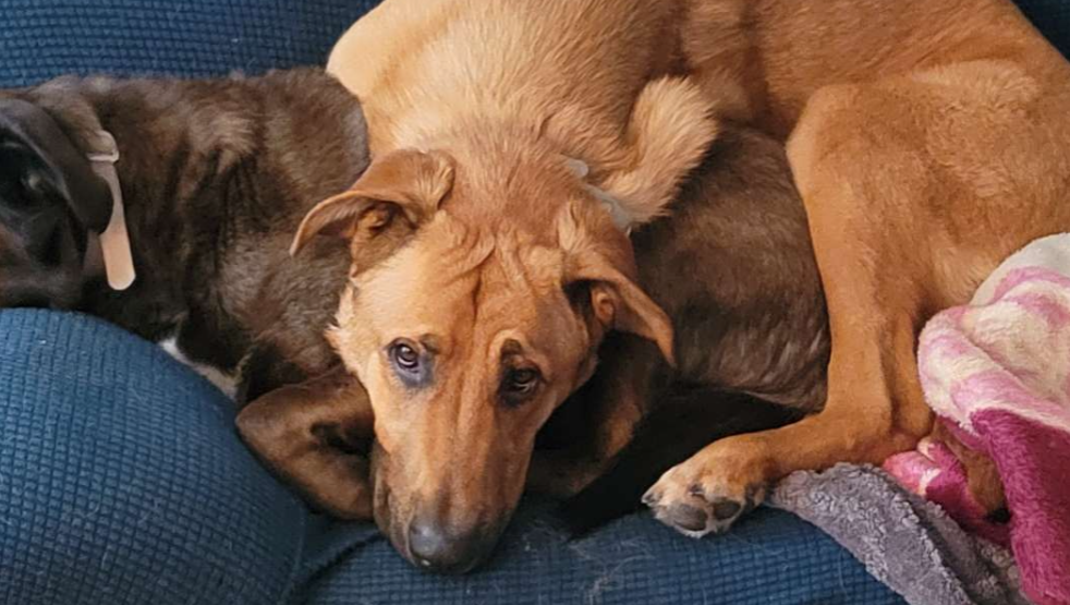 Fundraiser for Alyssa Knorr by Jurnee Davie : Help Patrick the 3 legged dog