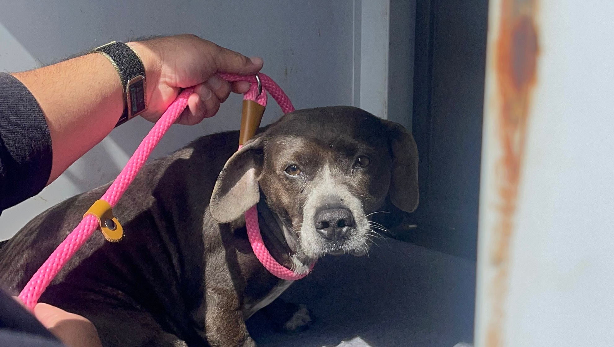 Fundraiser by Veronica Sanchez : Urgent Care for Bridget: A Brave Survivor