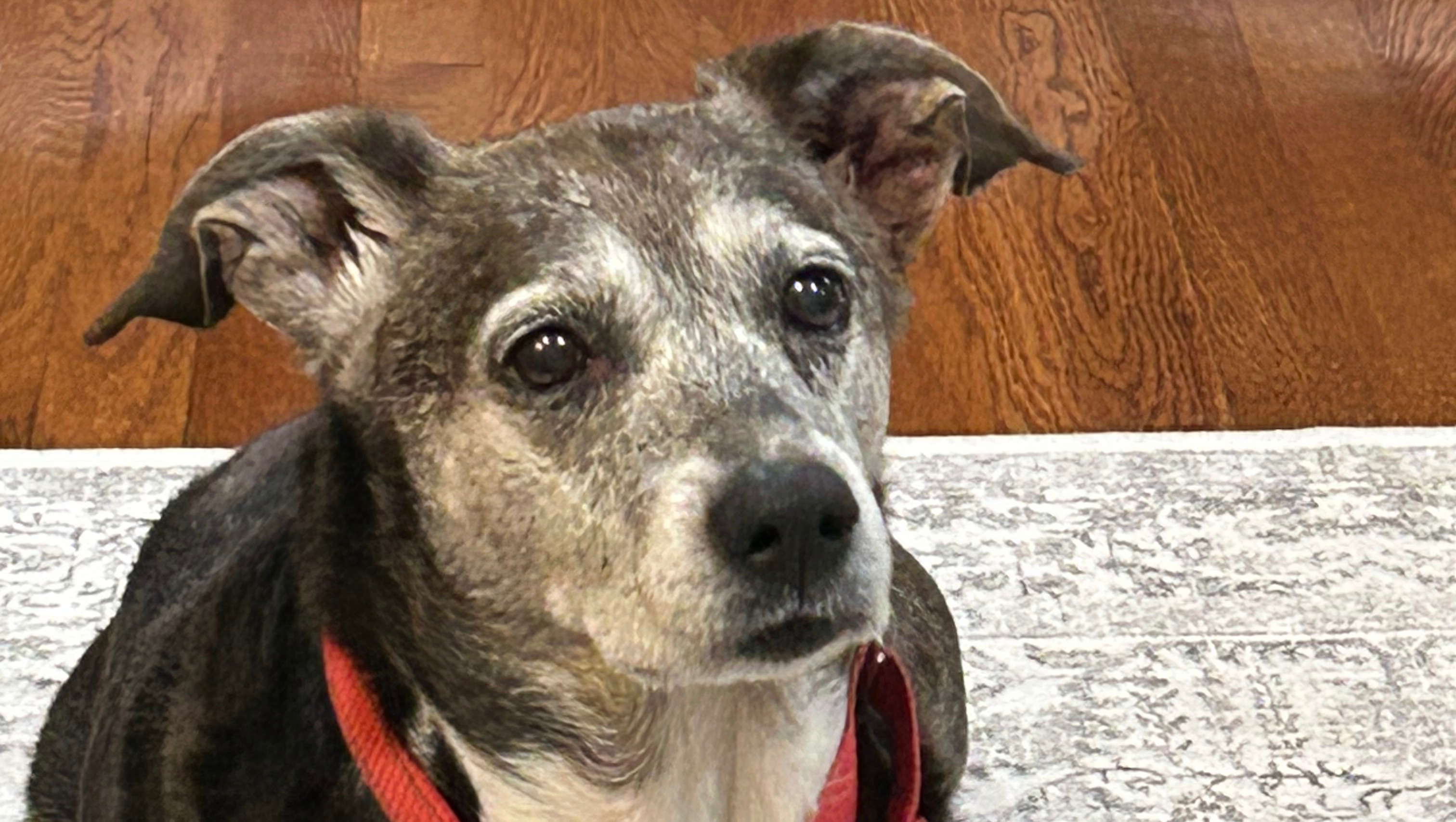 Fundraiser by Jamie Weiss : Give Whitefeet a Chance at a Happy Life