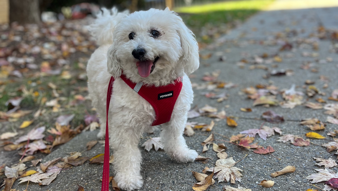 Fundraiser by Liz Bruno : Sweet Mickey Needs Your Support Today