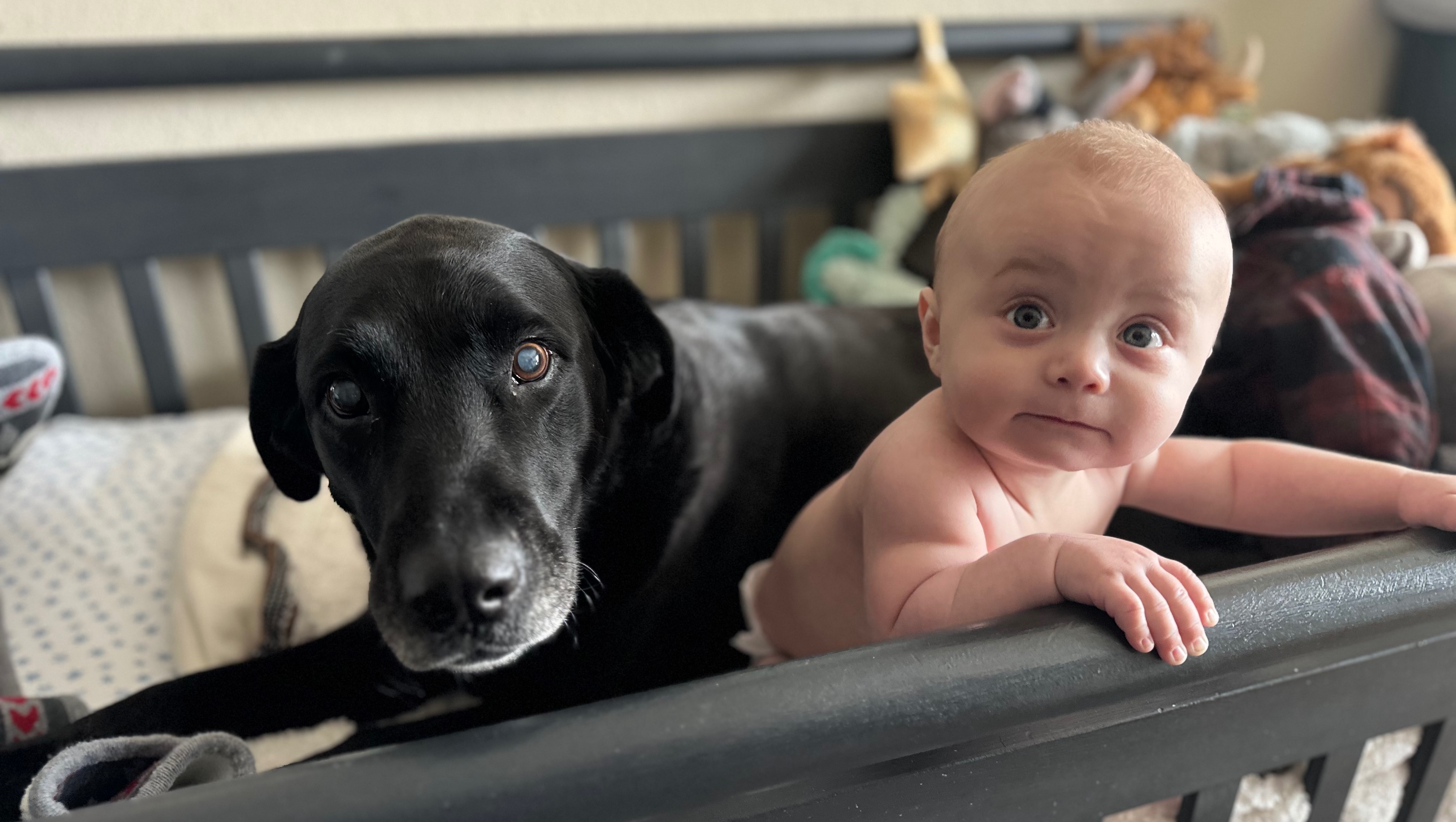 Fundraiser by Amanda Schmidt : Help Save Remi: Urgent Surgery Needed