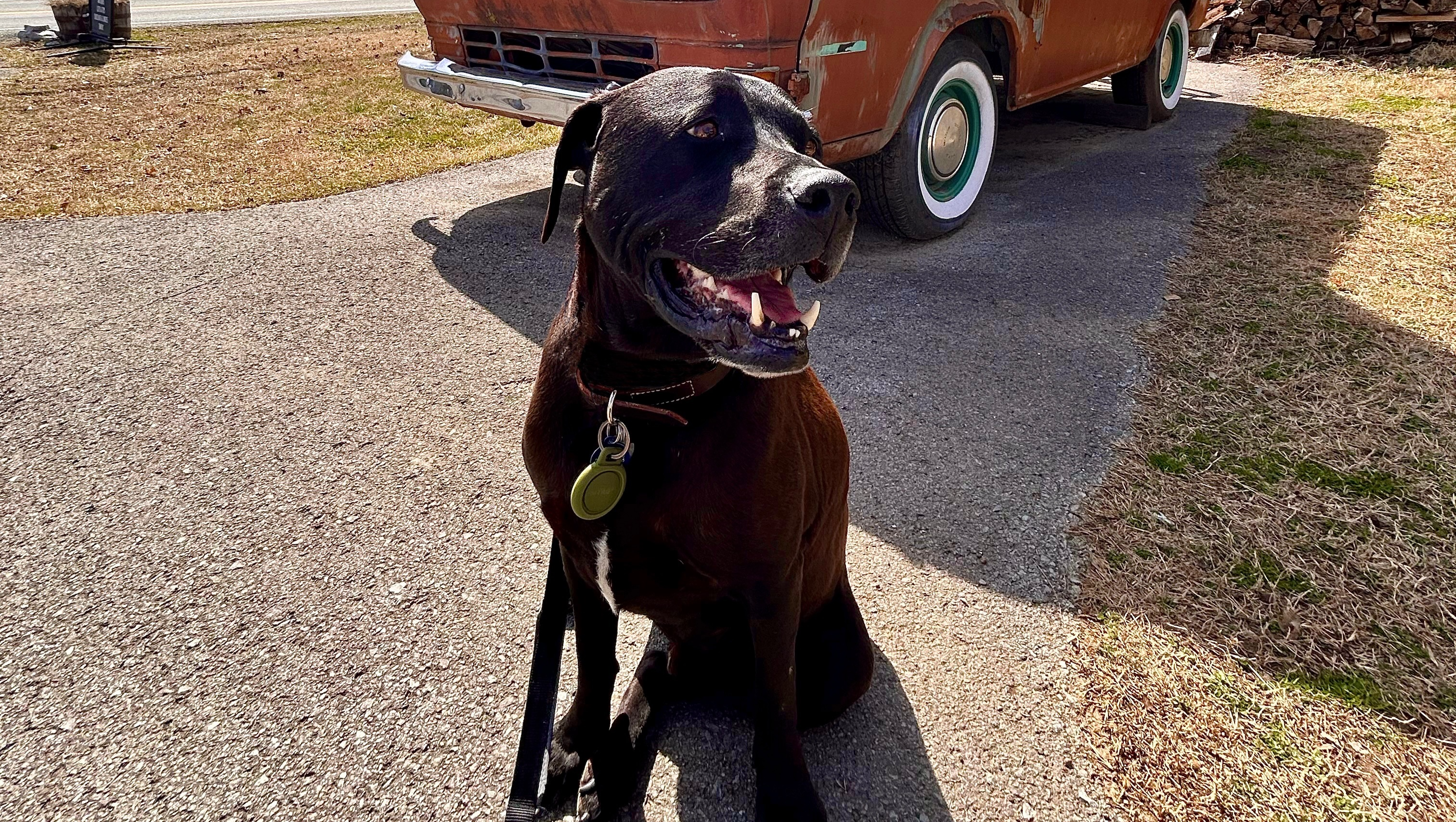 Fundraiser by Ashlyn Inman : Support Sirius's Life-Saving Treatment