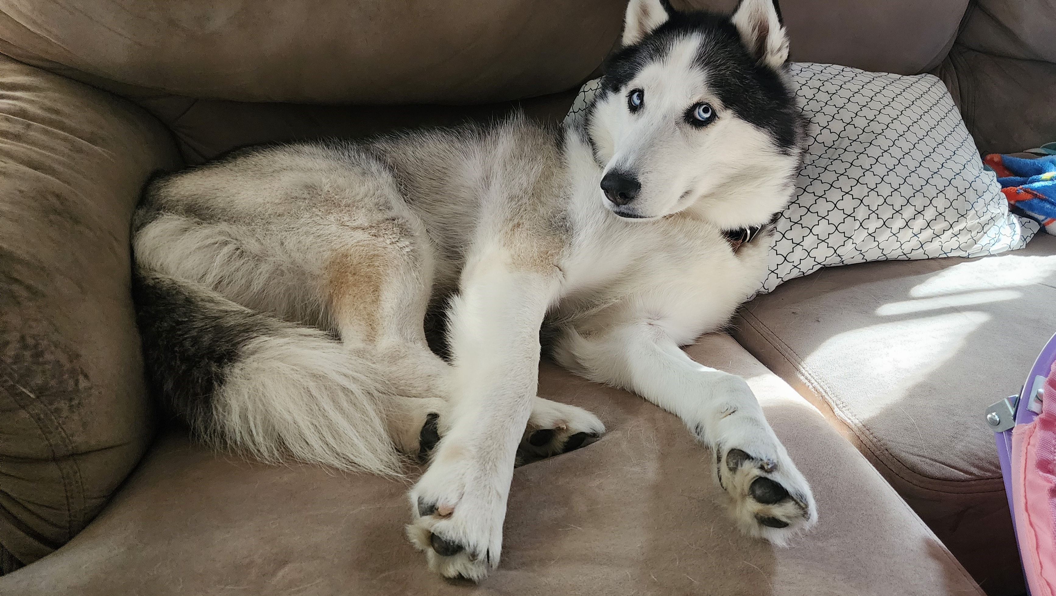 Fundraiser by Melissa Rapp : Help Luna Beat Cancer: Surgery & Treatment