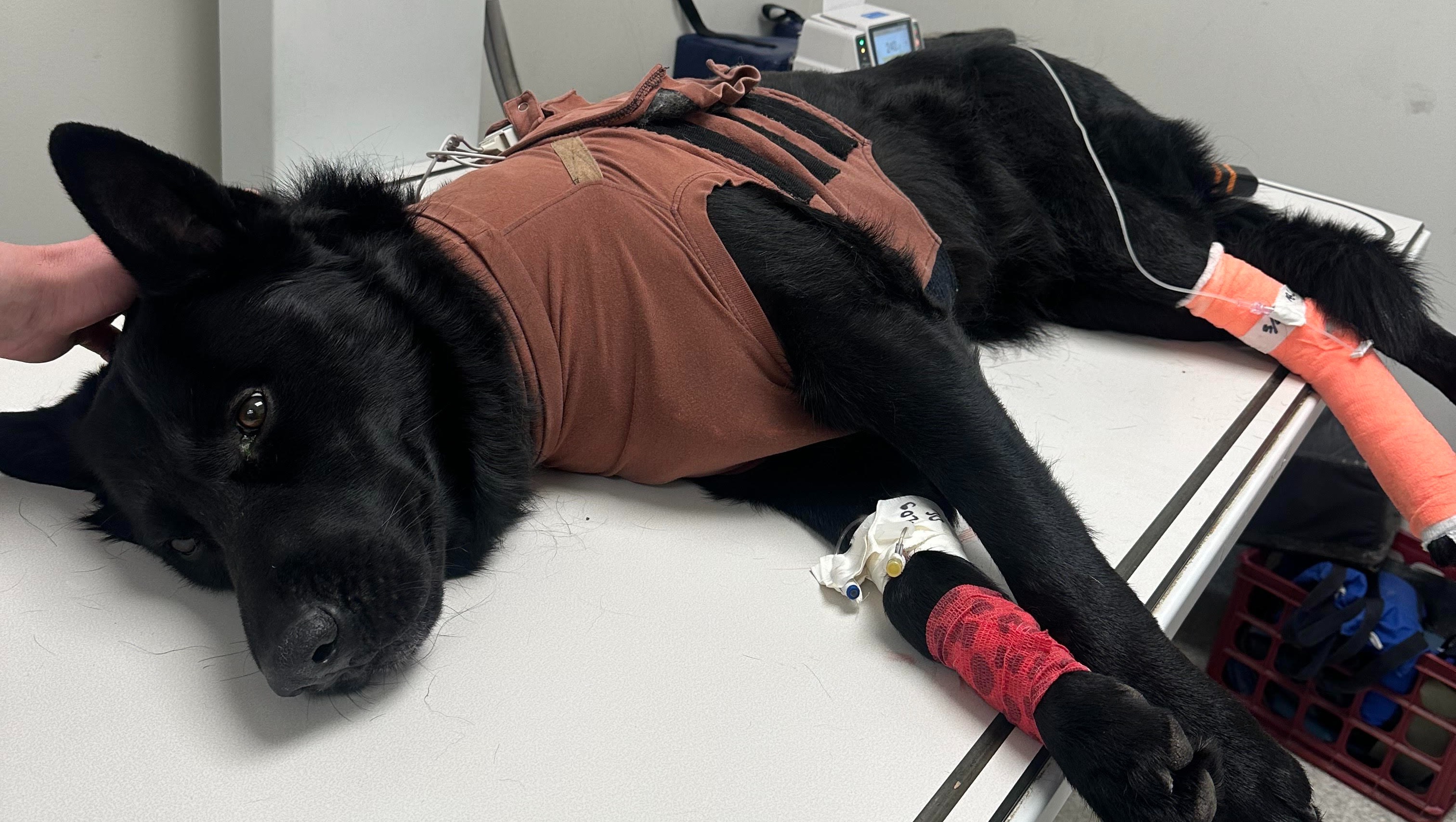 Fundraiser by Torryn Person : Support Atilla's Emergency Vet Care Costs