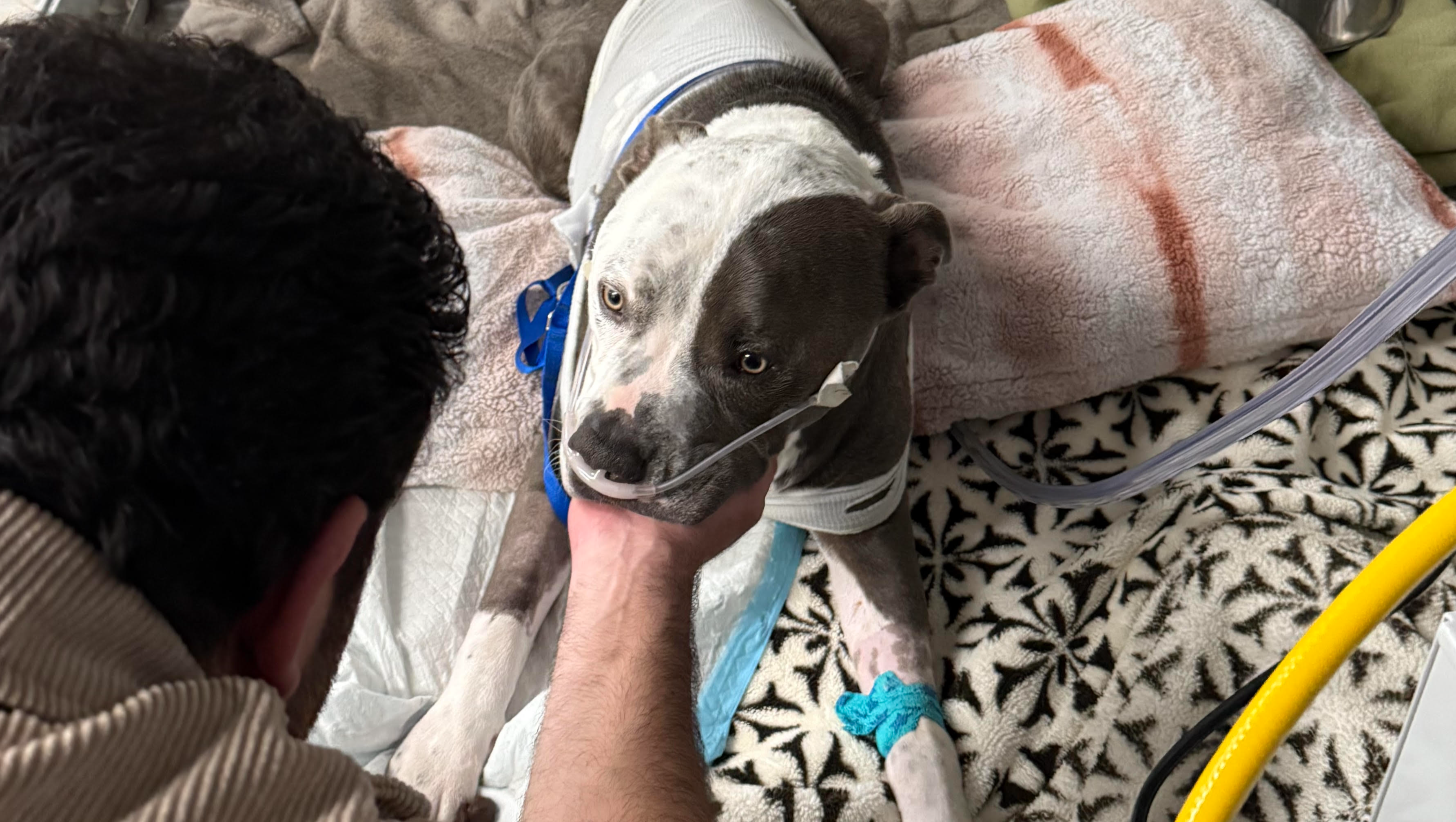 Fundraiser by Joey DeAngelis : Help Support Oscar's ICU Recovery