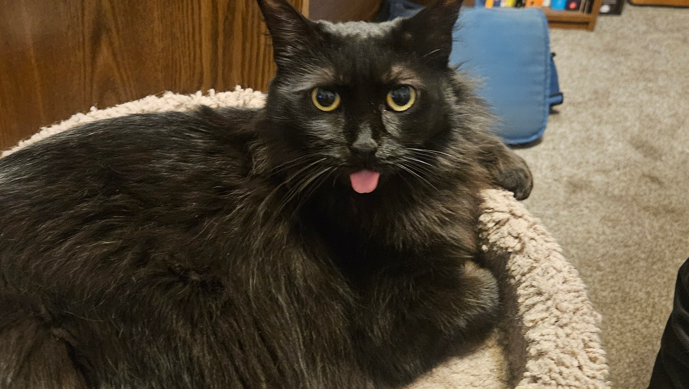 Fundraiser by Jamieson osgood : Support Crow's Jaw Surgery Recovery