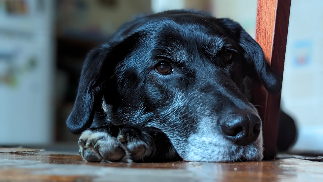 Fundraiser by Stella Brandt : Ellie's medical fund