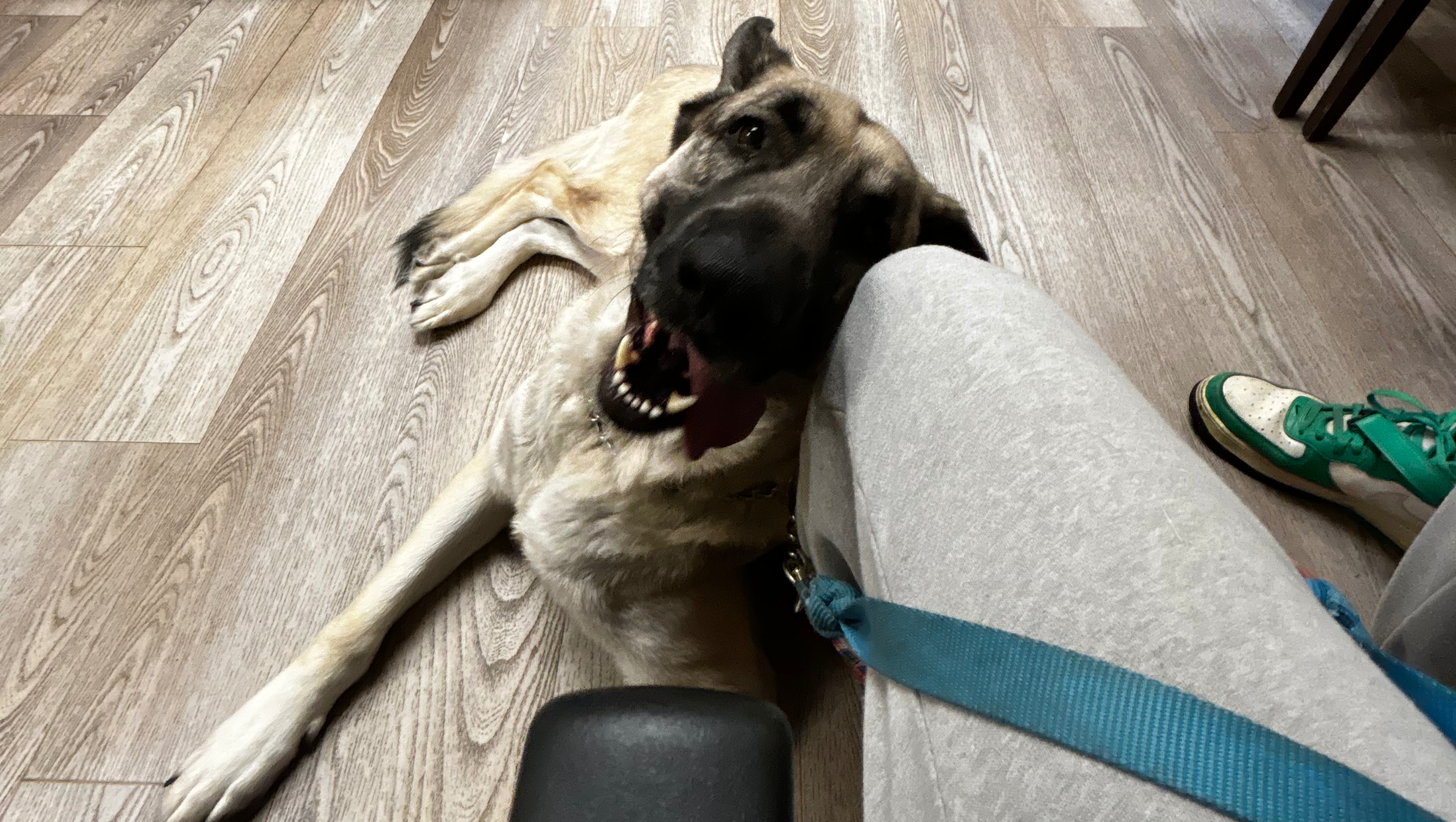 Fundraiser by Rai B : Help Poe get the hip surgery he needs