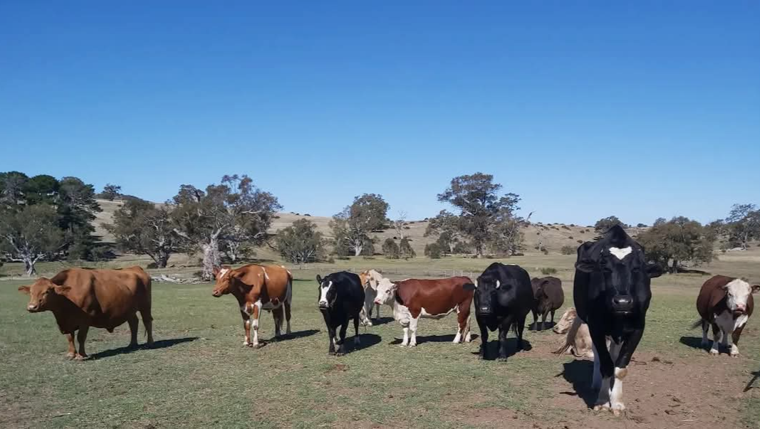 Fundraiser by Happy Herd Cow Sanctuary : Help Save The Cows at The ...