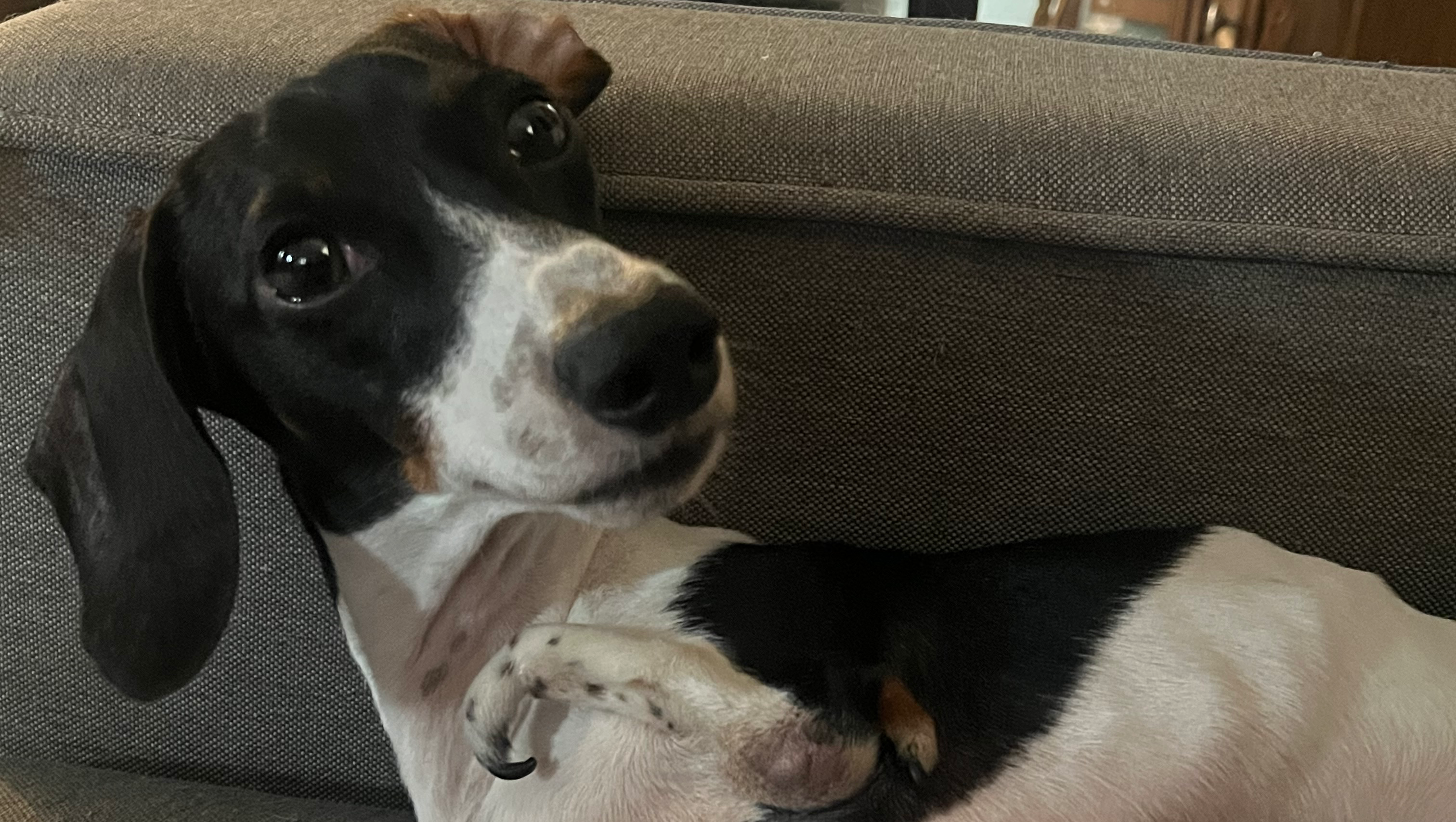 Fundraiser by Kyleigh Jones : Help Trex Get His Custom Wheelchair