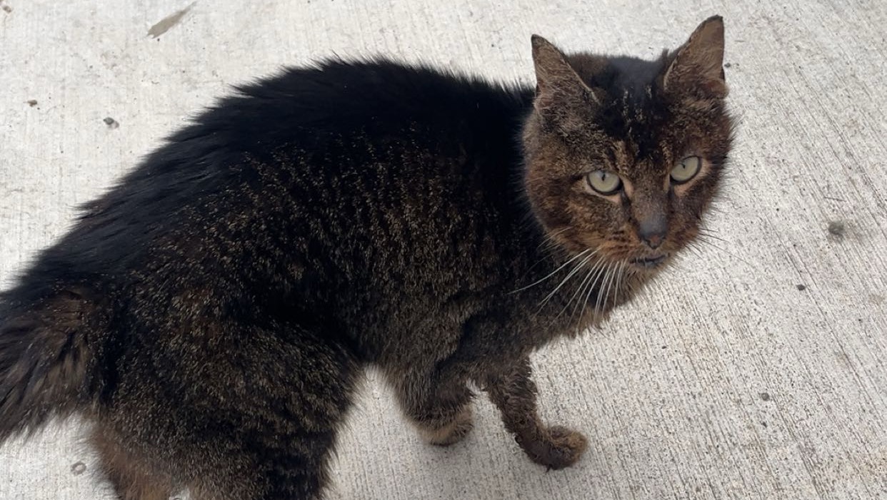 Fundraiser by Angelina Kelly : Help Cookie at Banfield Pet Hospital