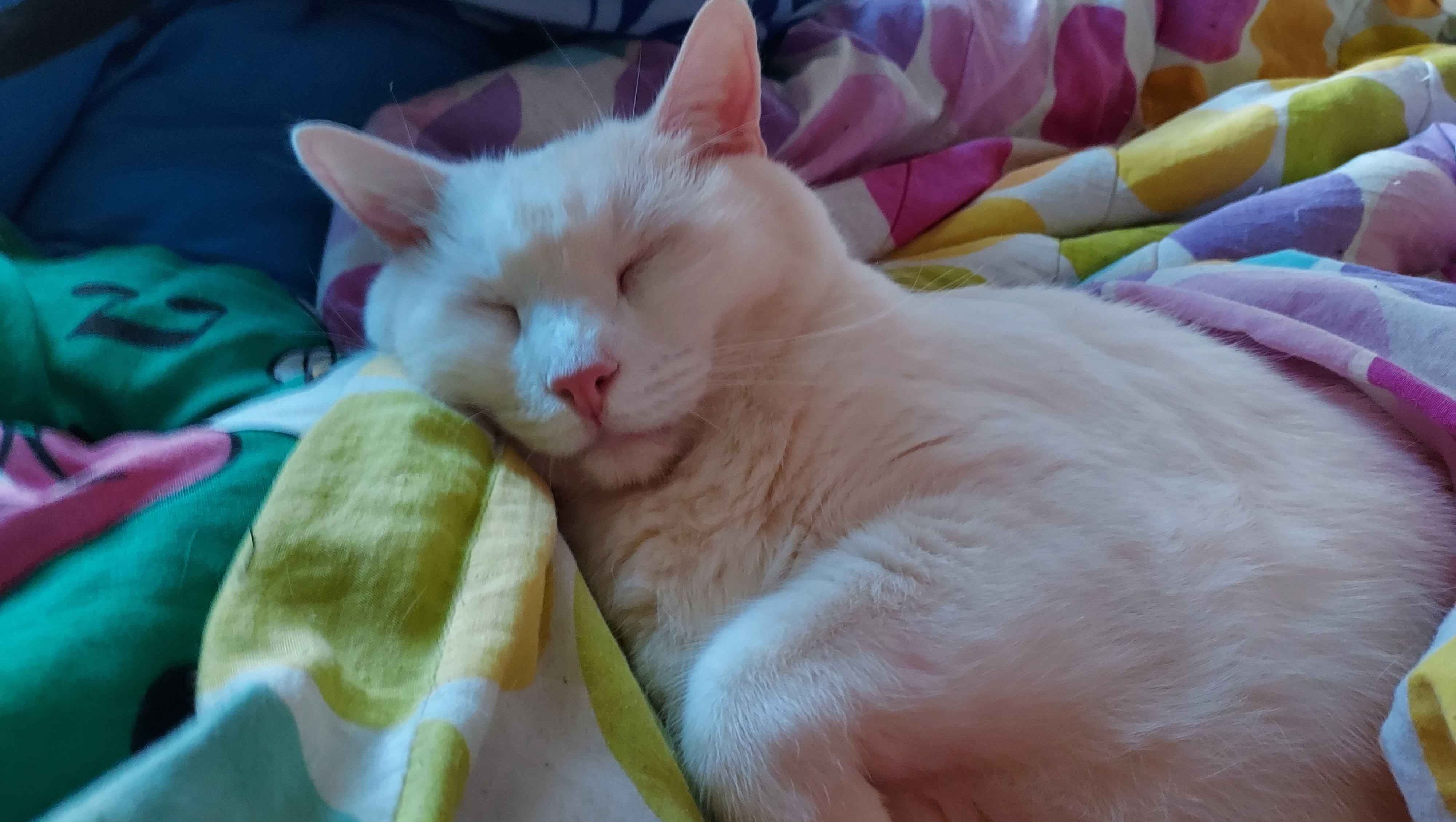 Fundraiser by Janessa Thomas : Howie's Health: A Little Help Needed