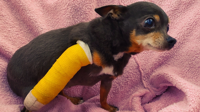 Fundraiser by Allen Young : Little Becca Need Surgery To Keep Her Leg