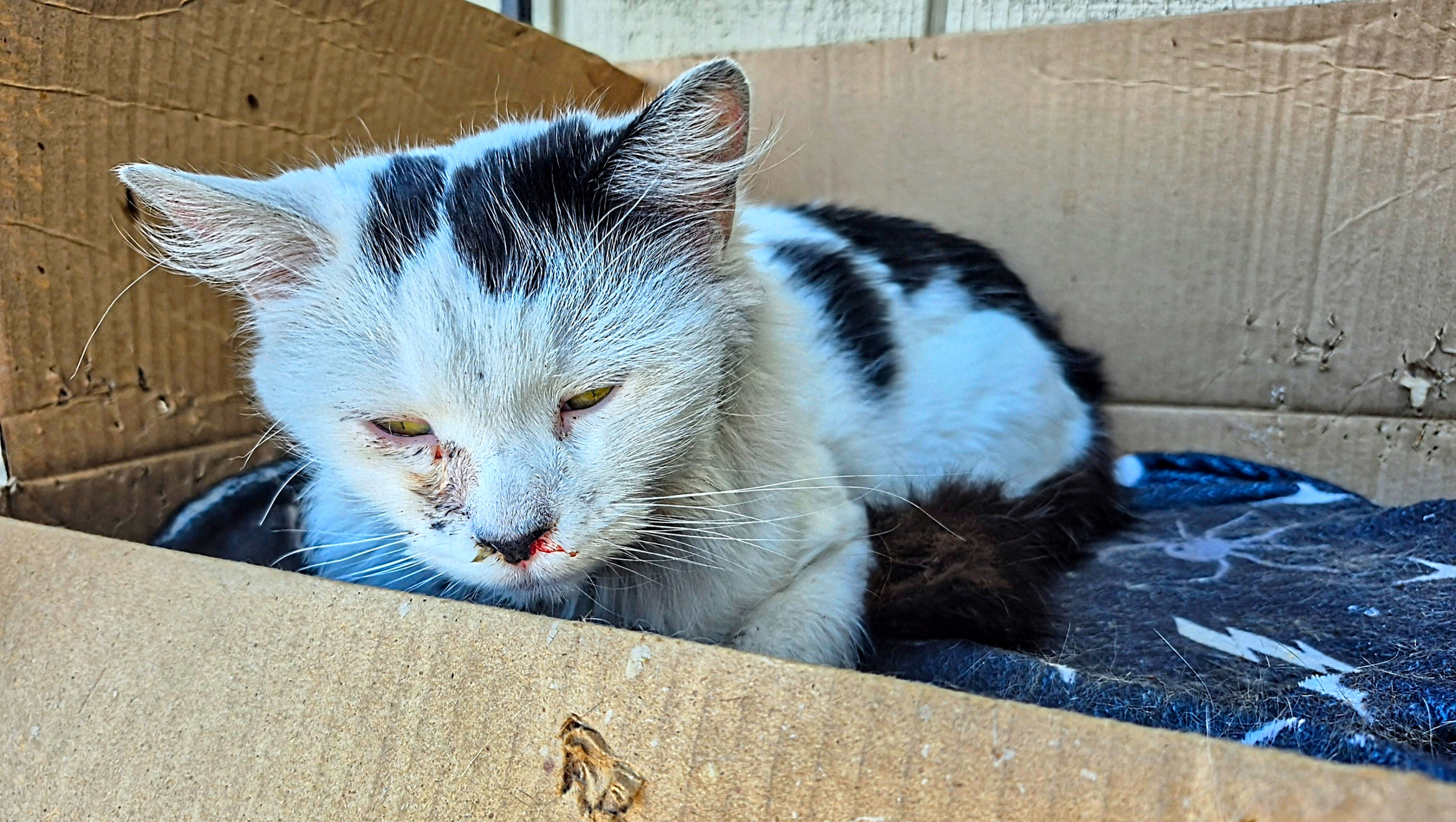 Fundraiser by Gabriel Barnett : Save Daisy: A Starving and Sick Cat